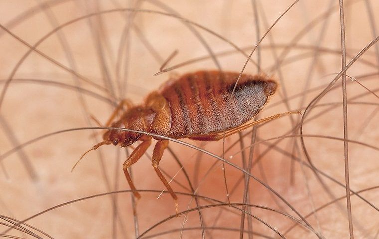 Bed Bug Facts Everyone In The Villages Ought To Know | Bertram Pest ...