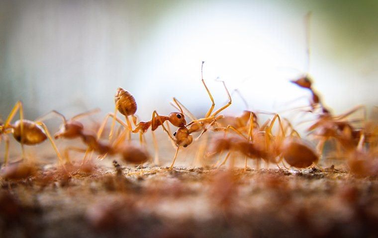 Are The Fire Ants Inside My Home In The Villages Dangerous? | Bertram ...
